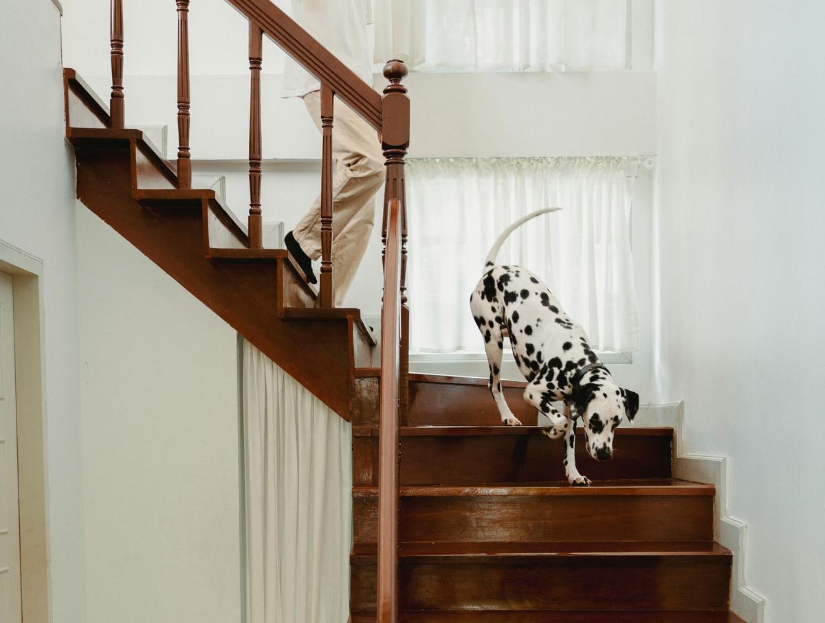 Pet-Friendly Home Buying Guide | What to Look For | Morley